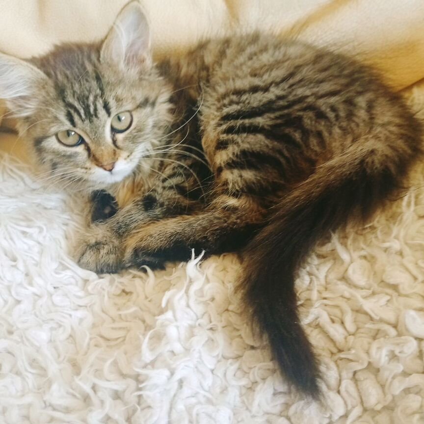 Котенок Шотландский