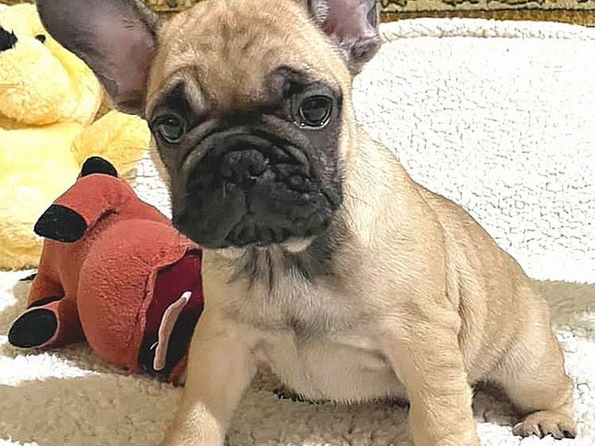 Французский бульдог щенки