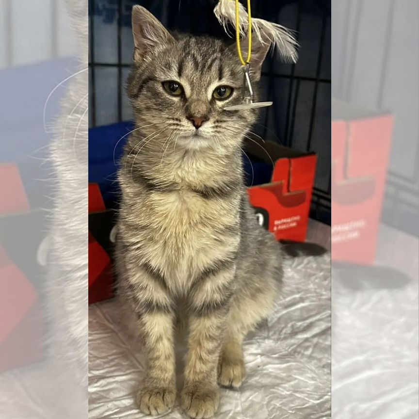 Котёнок в добрые руки