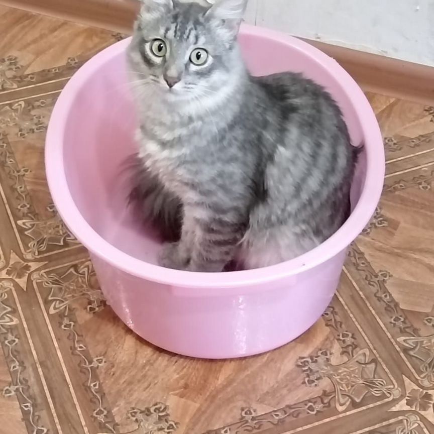 Котик