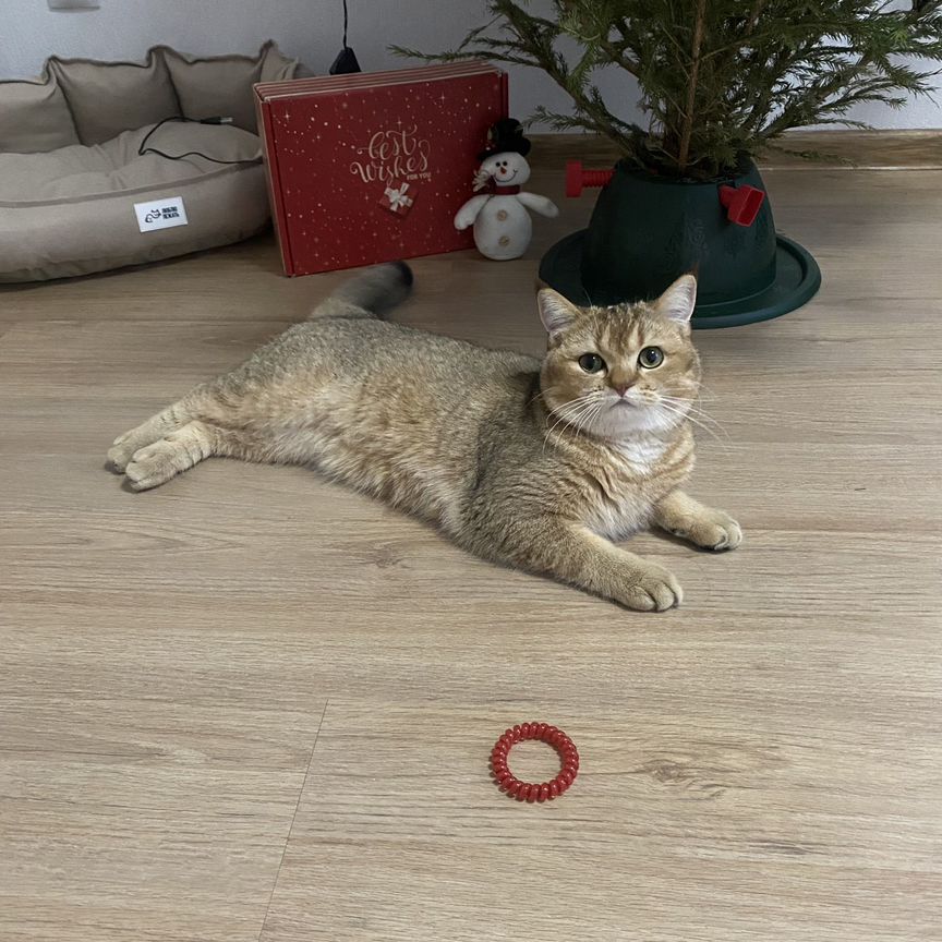 Шотландская золотая шиншилла вязка кот