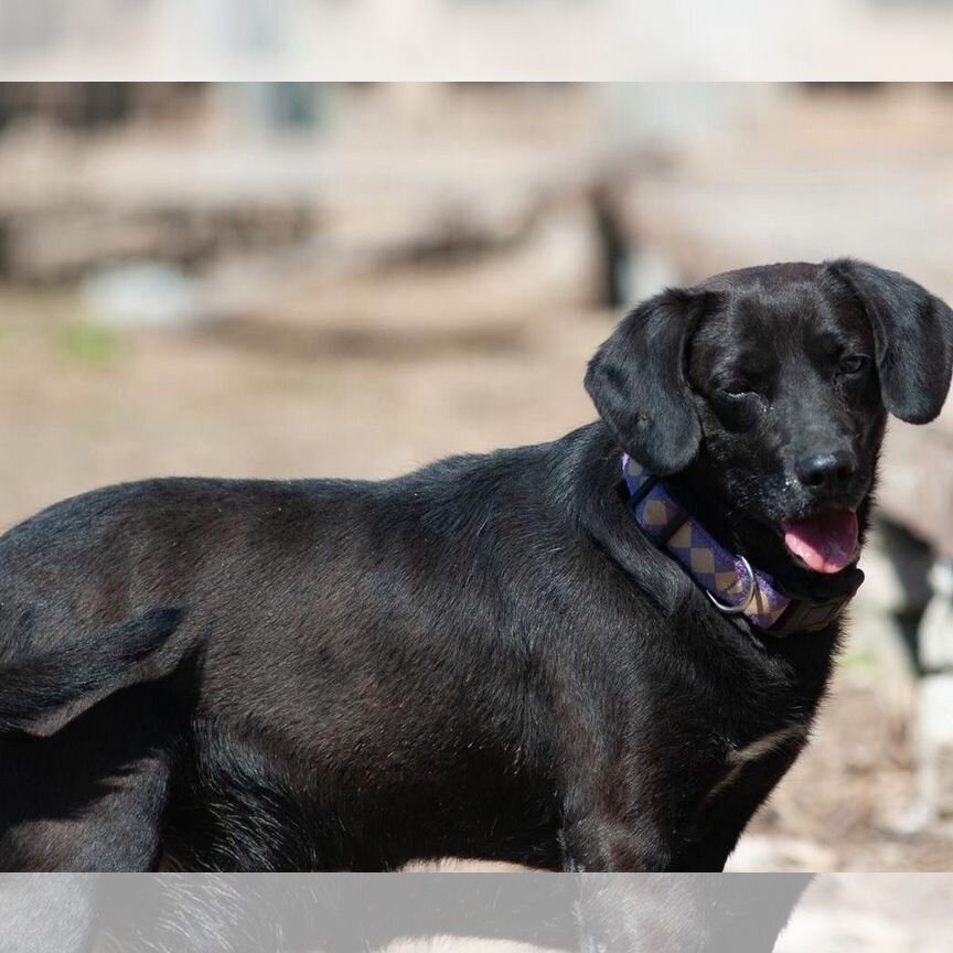 Взрослый пёс в добрые руки