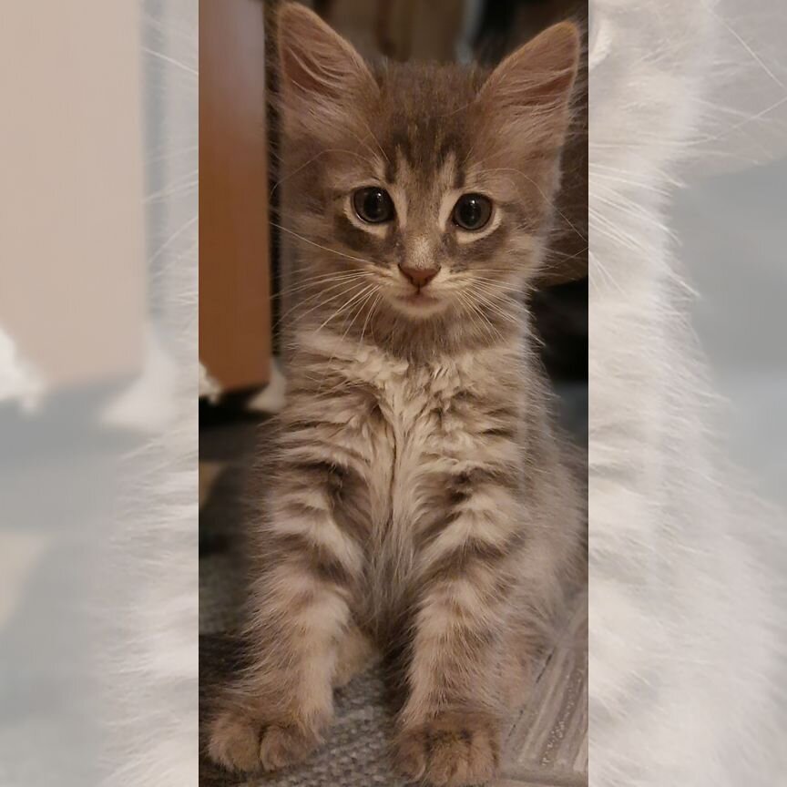 Котенок девочка серая 2м
