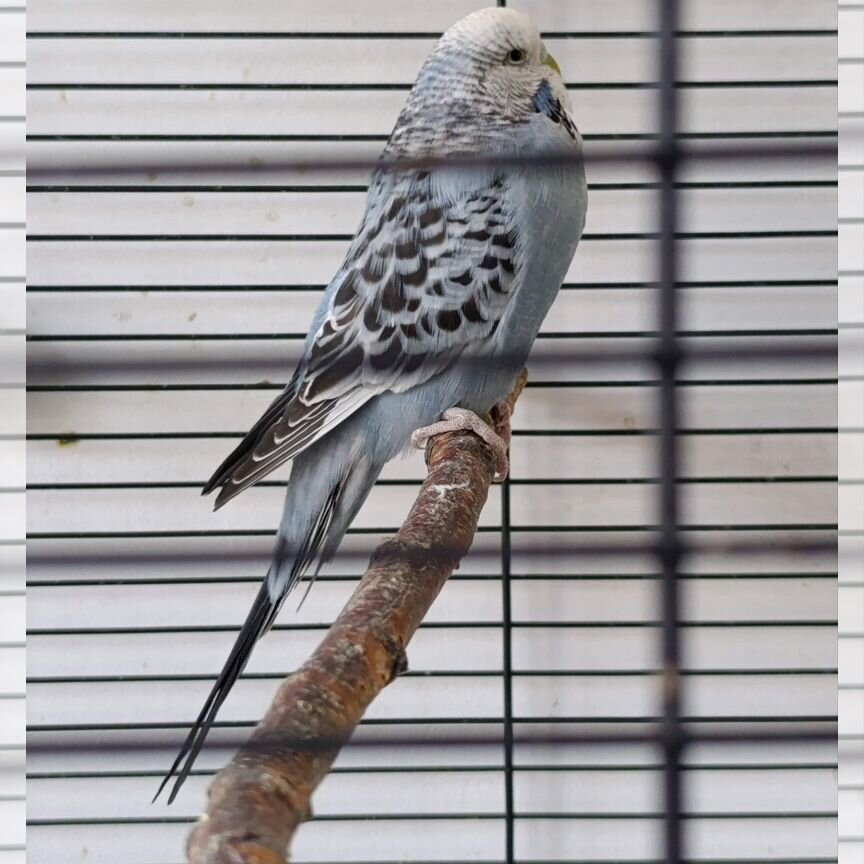 Ввп чех самка 1г