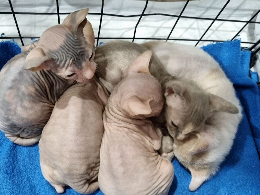 Донской сфинкс котята