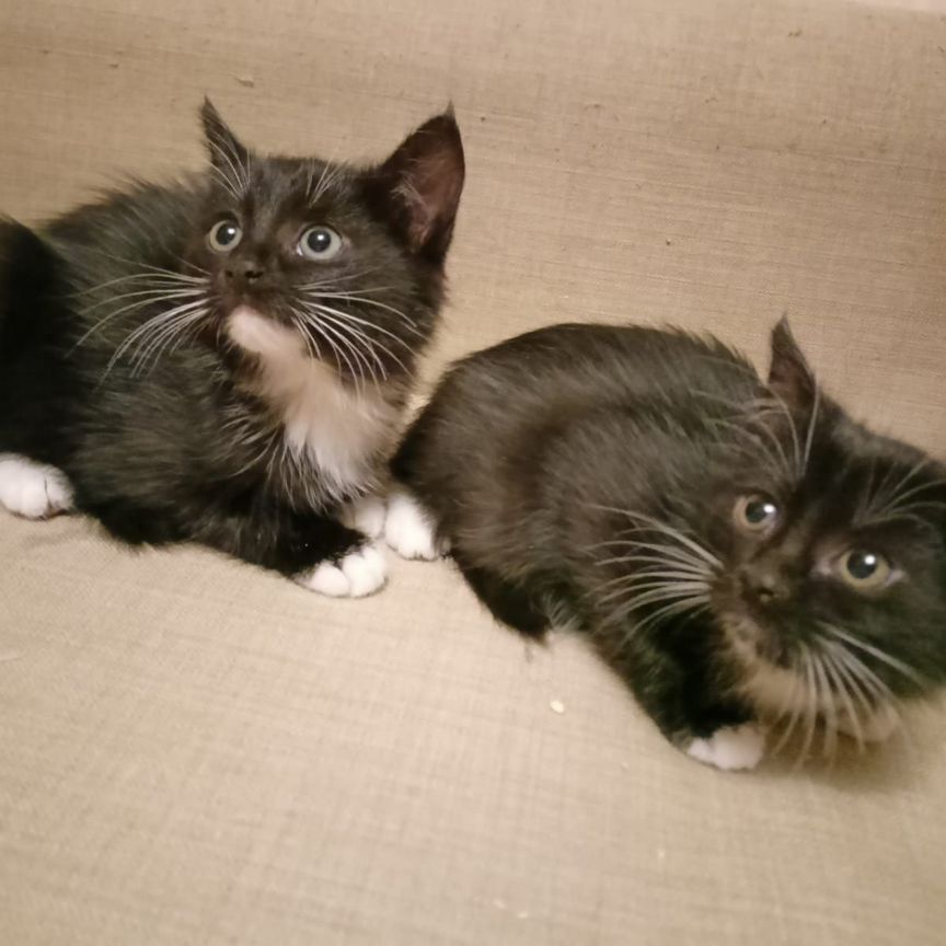 Котята в добрые руки бесплатно
