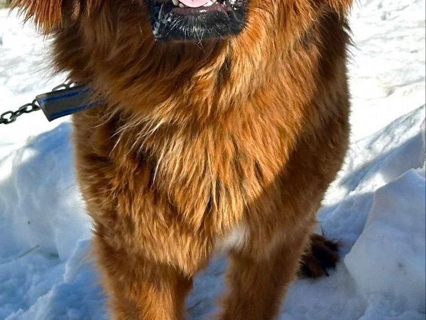 Собаки щенки