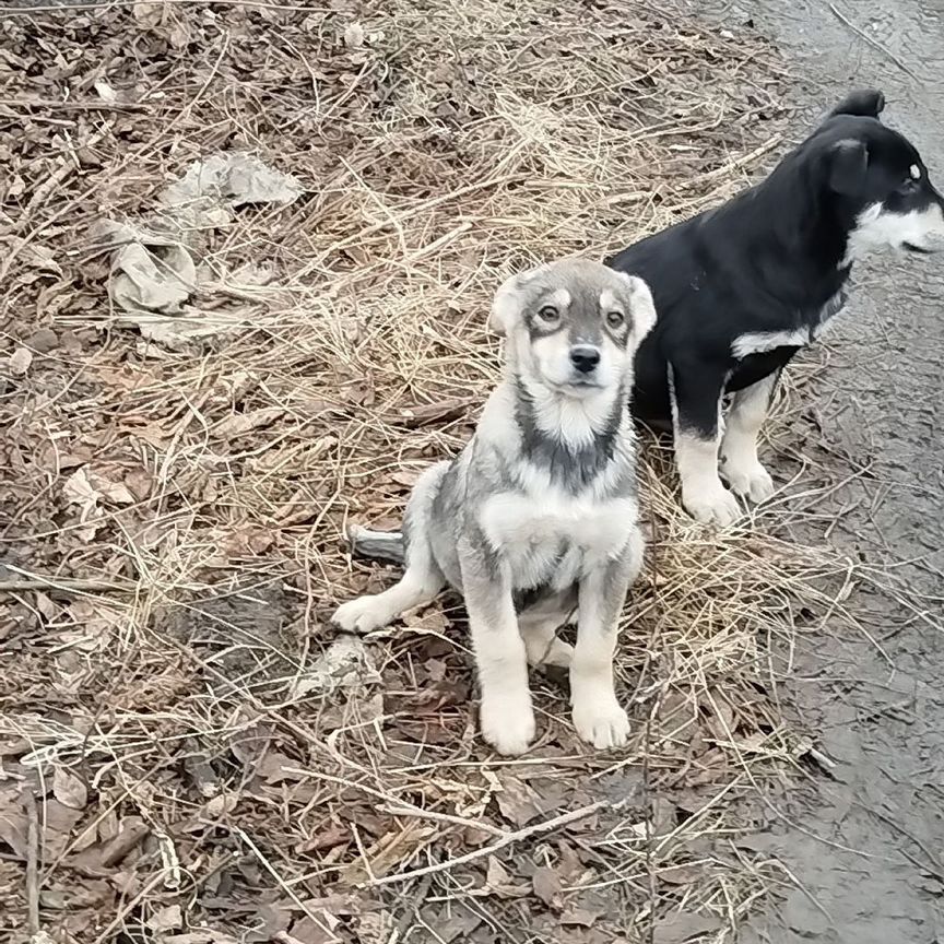 Щенок в добрые руки