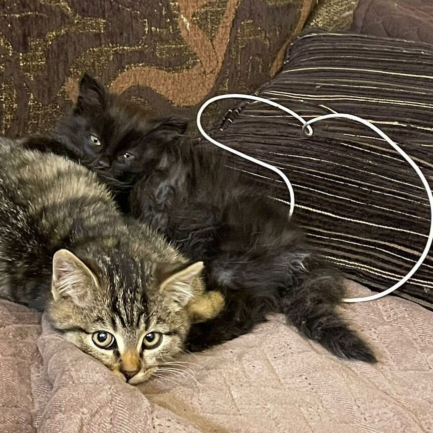 Котята в добрые руки
