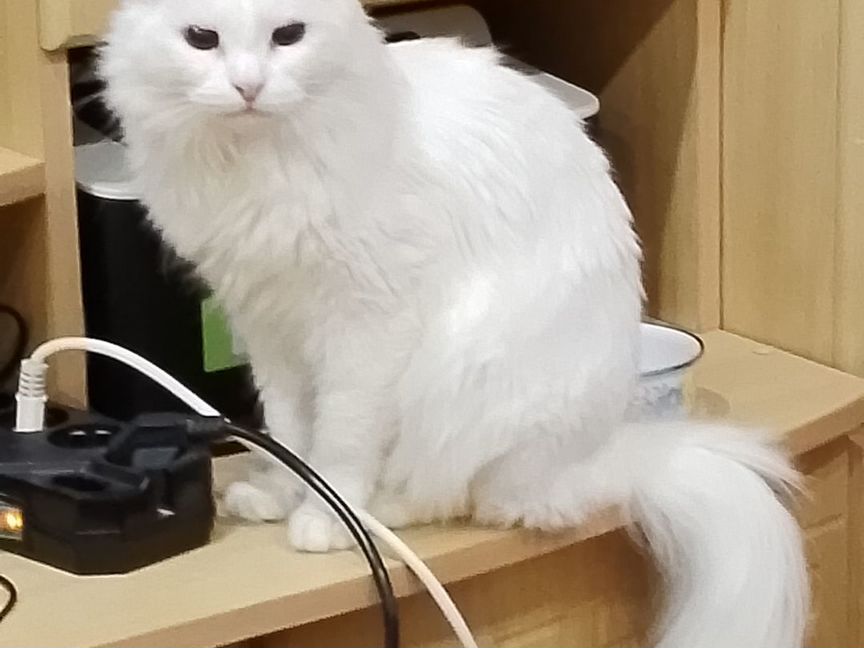 Отдам кошку