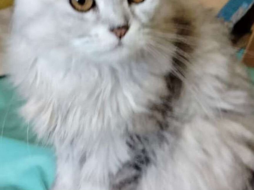 Шотландская кошечка в дар