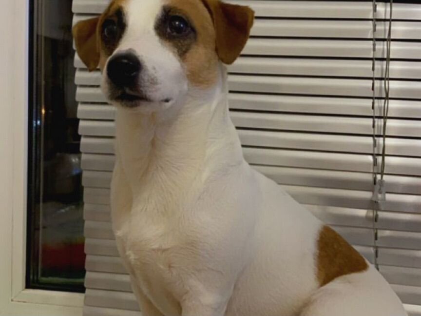 Вязка джек рассел терьер