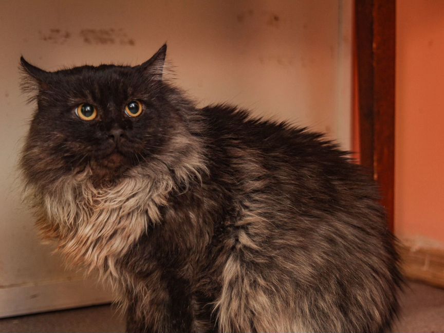 Кот кошка котенок в добрые руки