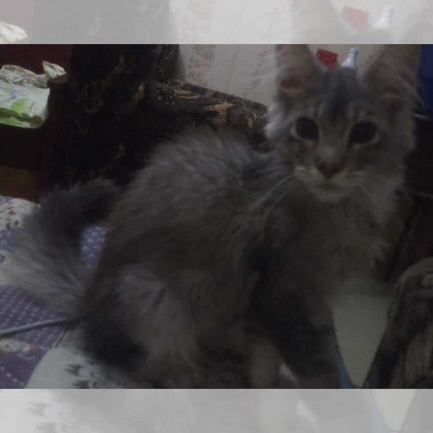 Мейн-кун котёнок