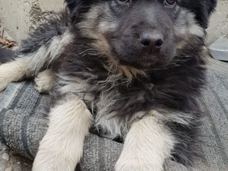 Собака в добрые руки