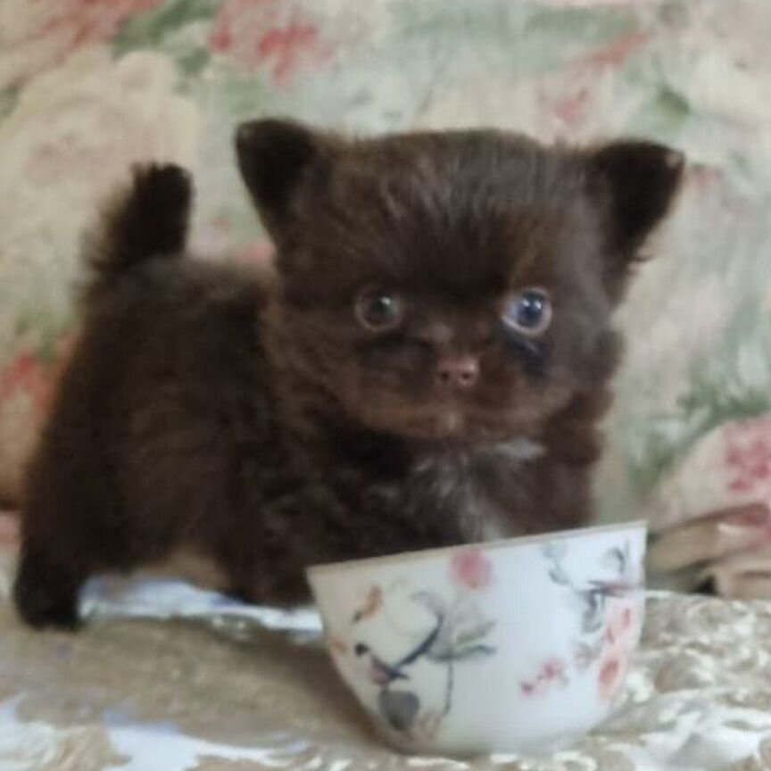 Щенки чихуахуа