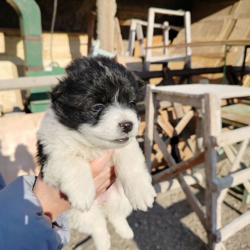 Щенки в добрые руки