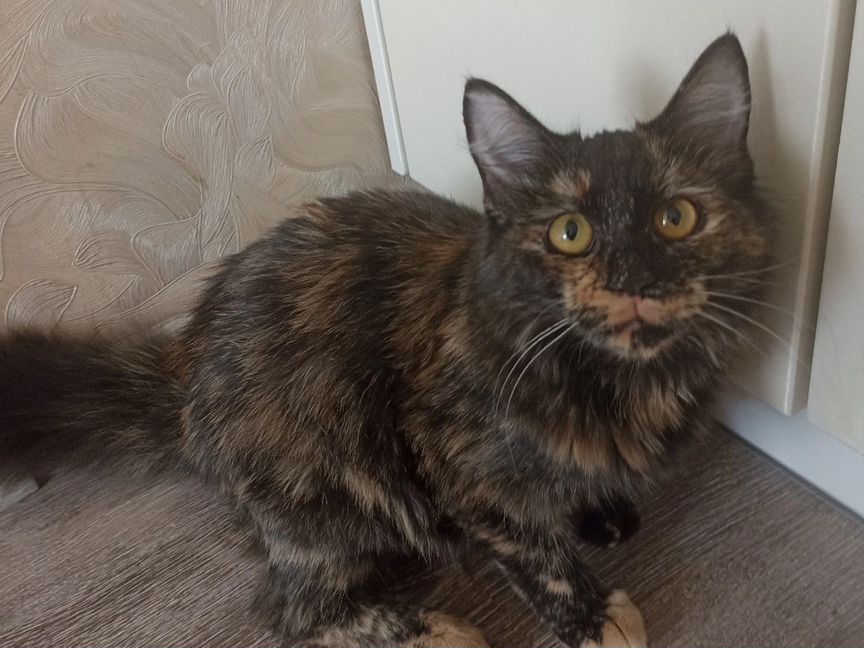 Котенок 4 месяца в добрые руки