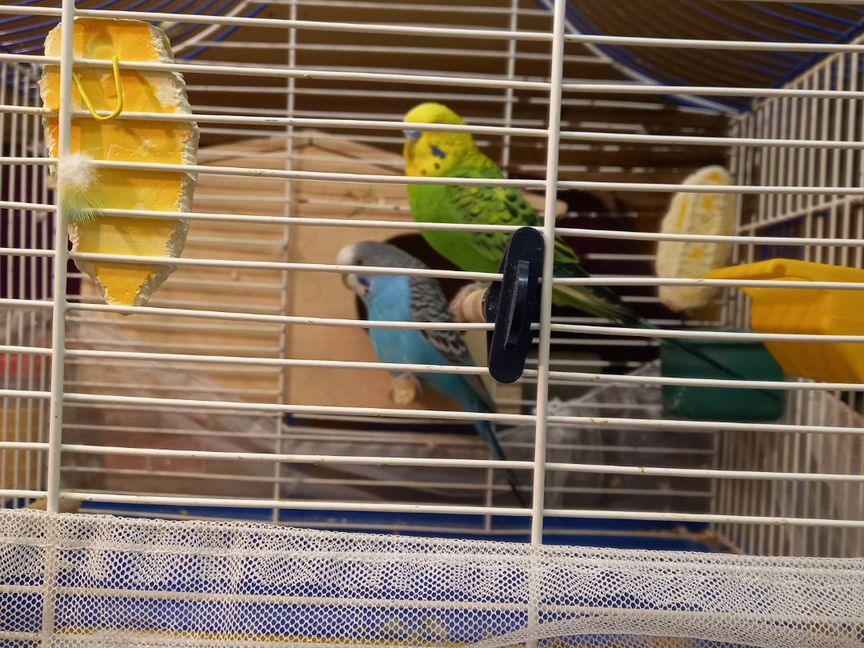 Волнистый попугай с клеткой