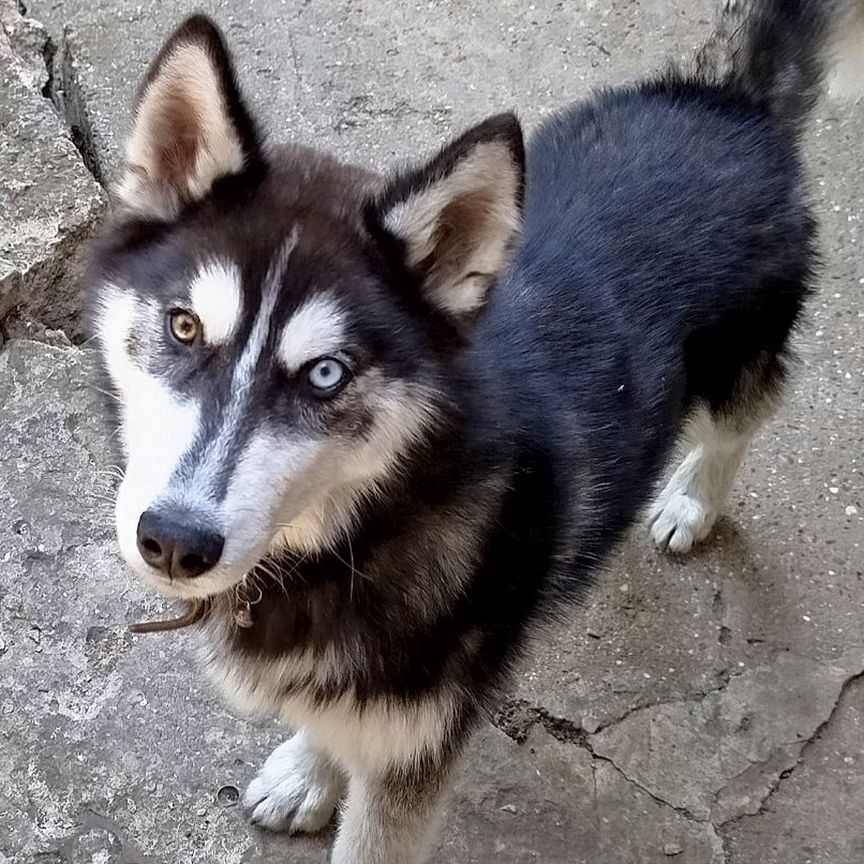 Сибирский хаски