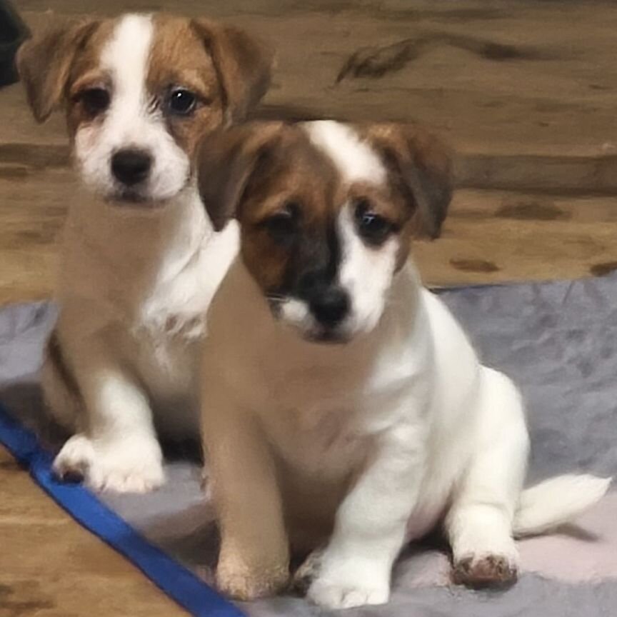 Джек-рассел-терьер, щенок