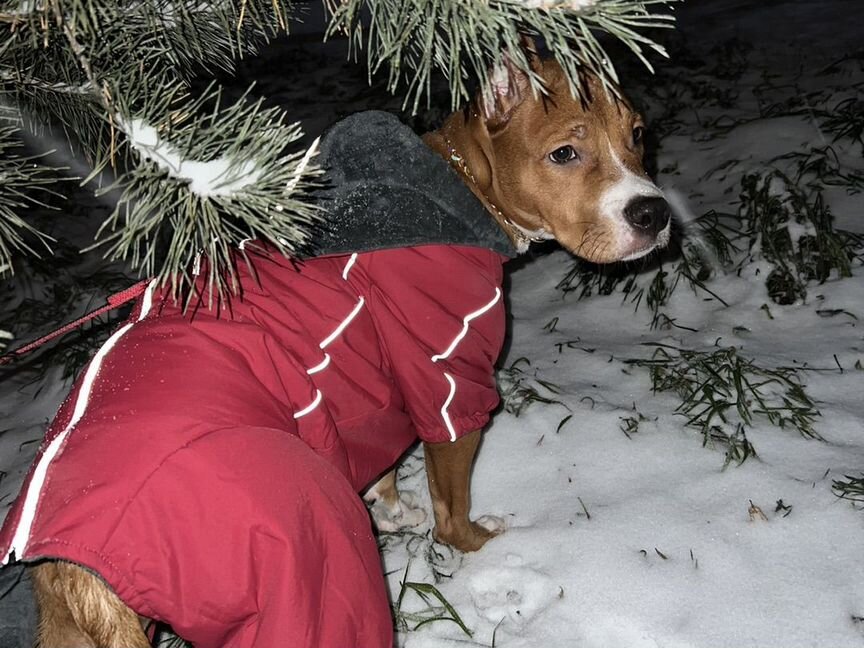 Американский стаффордширский терьер