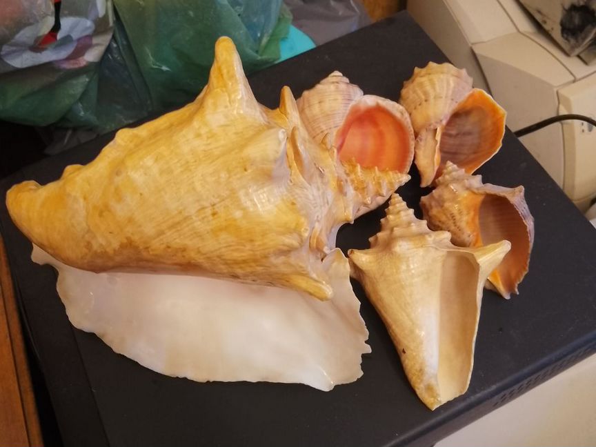 Ракушка рапан