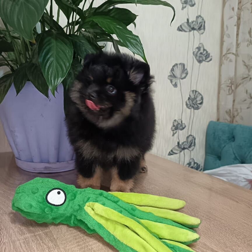 Шпиц