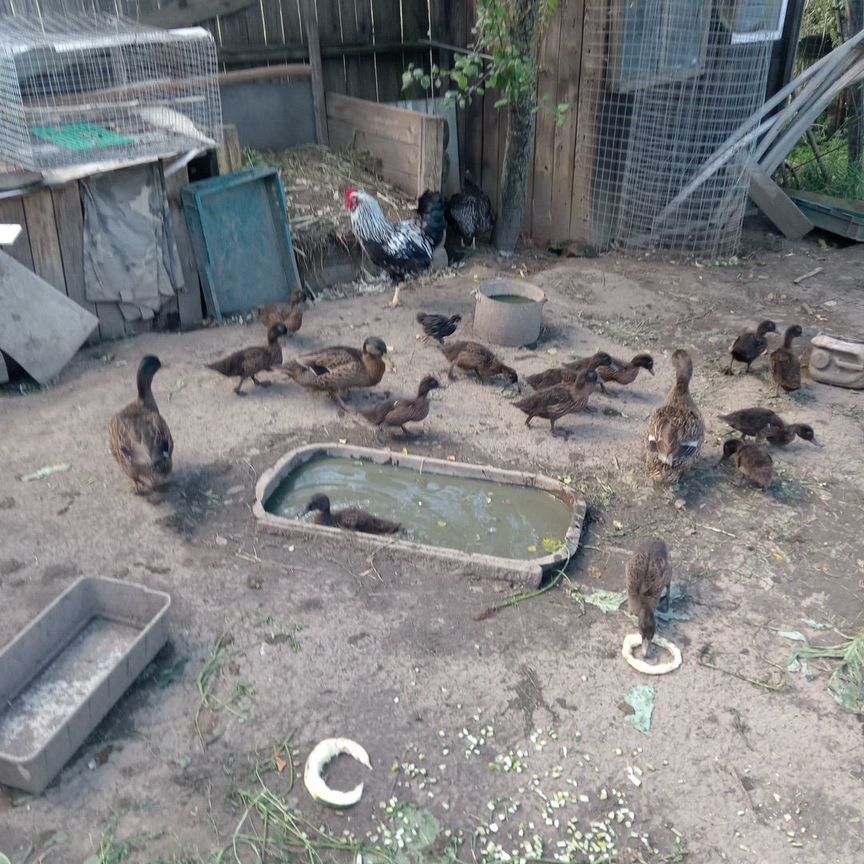 Подсадные утки чубарые