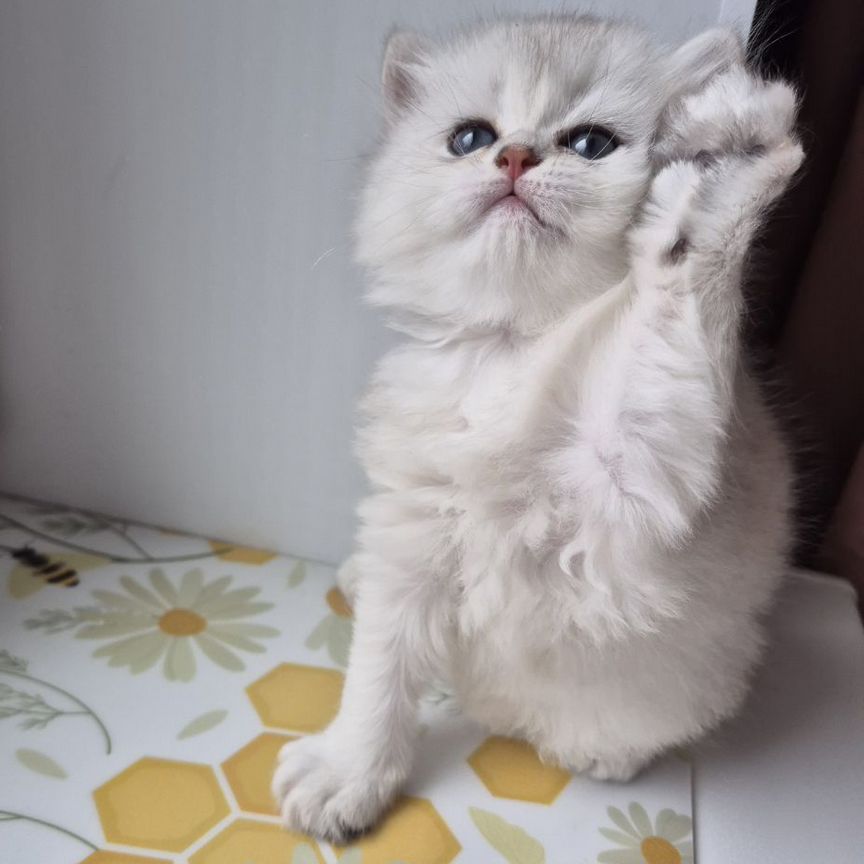 Шотландский прямоухий длинношёрстный котёнок
