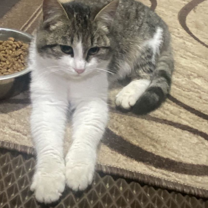 Нашли кошечку