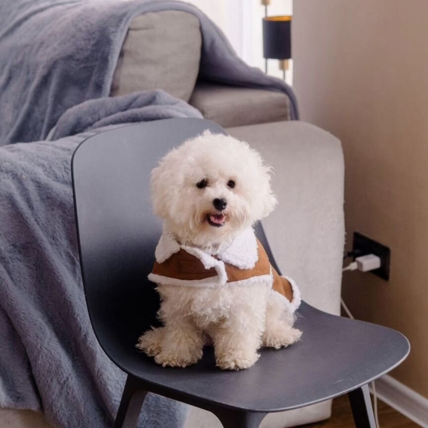 Щенки бишон фризе мини