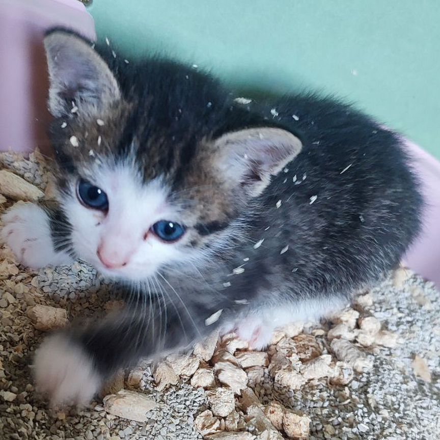 Котёнок в добрые руки