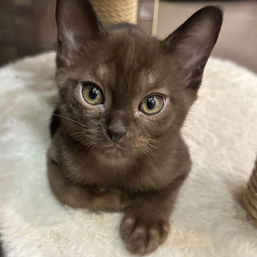 Европейский бурманский котёнок