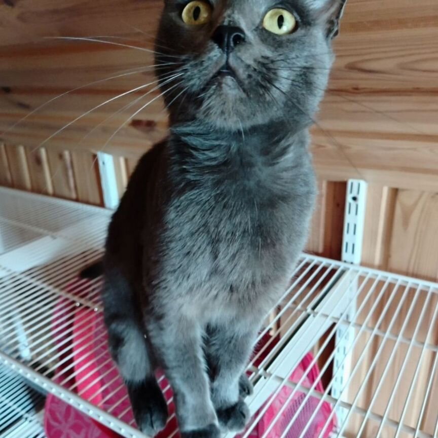 Кошечка Даша