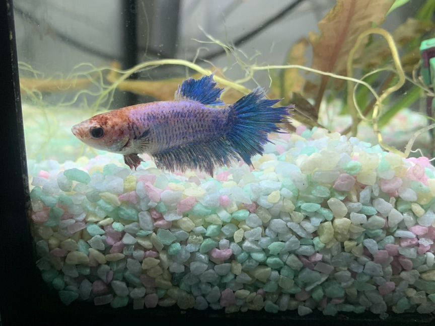 Рыба петушок девочка