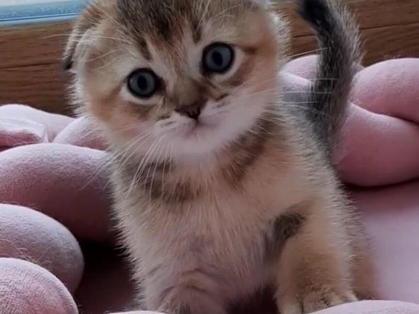 Шотландские золотые вислоухие шиншиллы котята