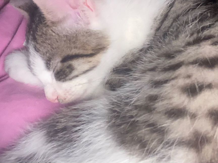 Отдам котенка в добрые руки