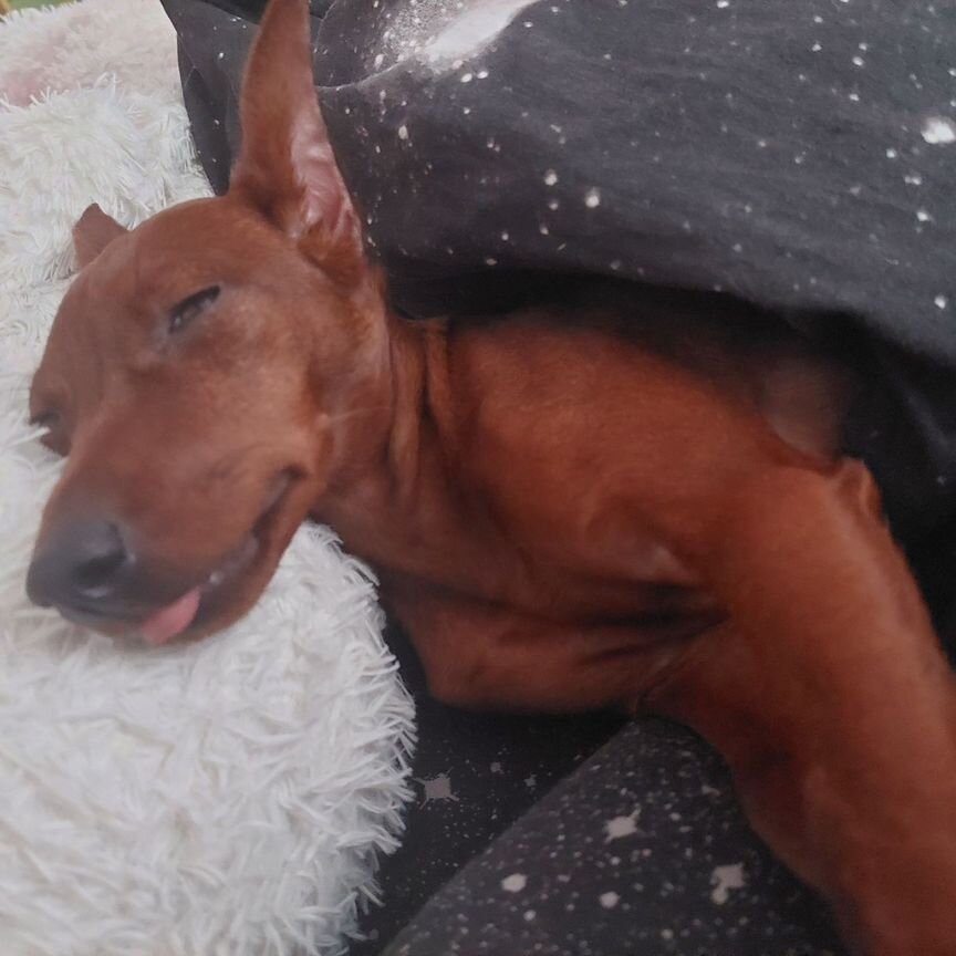 Цвергпинчер