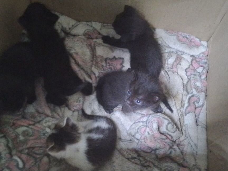 Шустрые котята от ловчей кошки