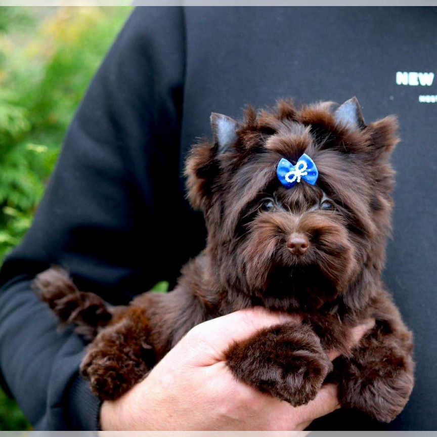 Йоркширский терьер, щенок