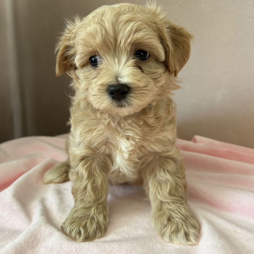 Мальтипу, щенок