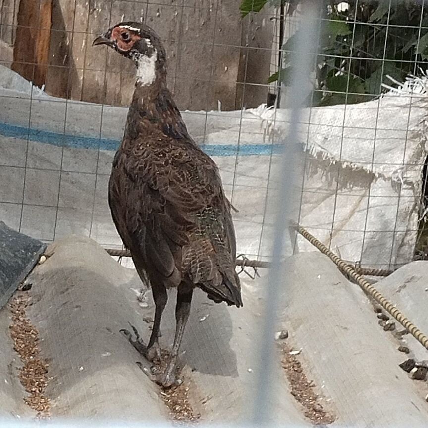 Румынский фазан