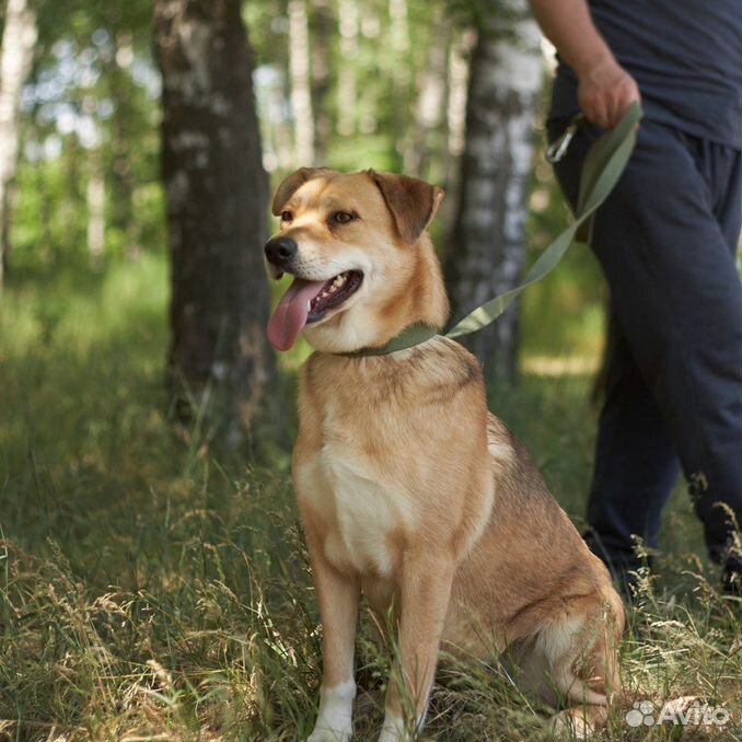 Собаки хотят гулять