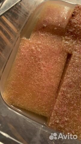 Израильский трубочник (изя) для аквариумных рыб