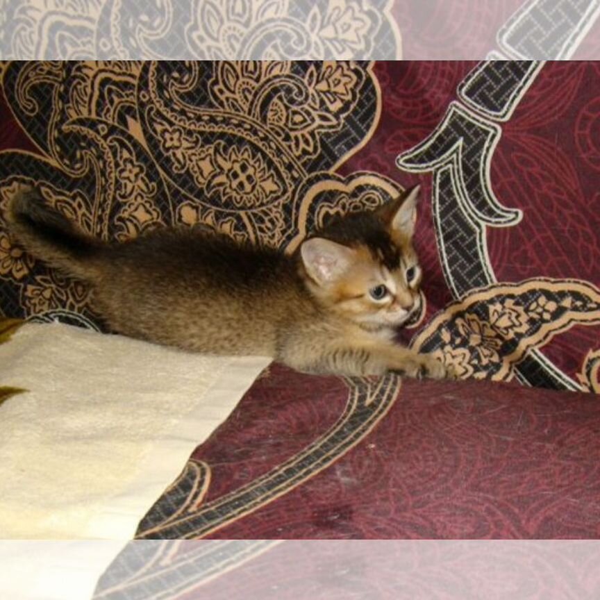 Абиссинские котята