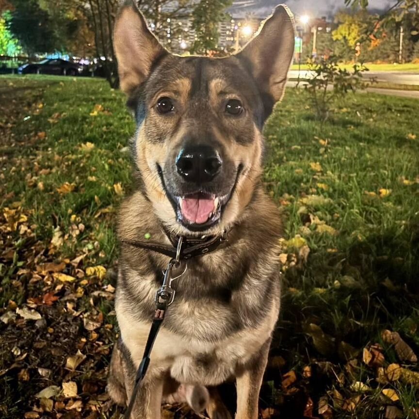 Взрослый пёс в добрые руки