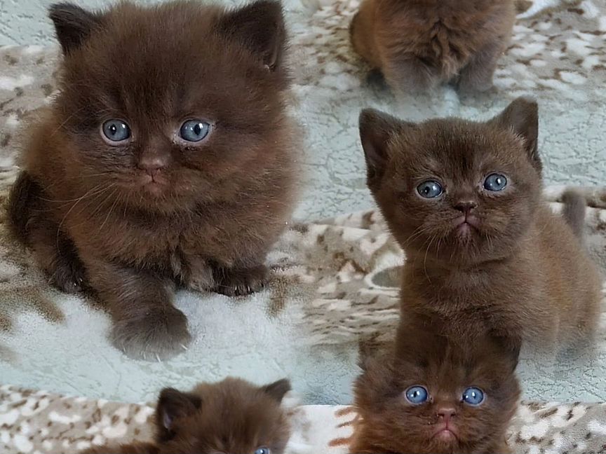 Отличные британские котята