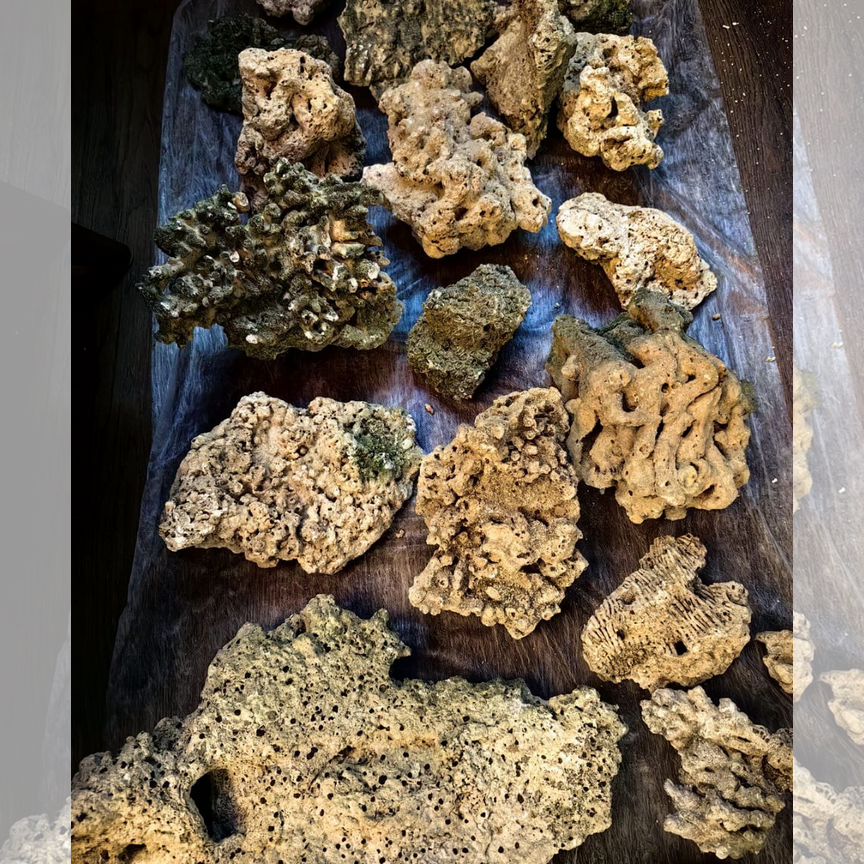 Морские кораллы