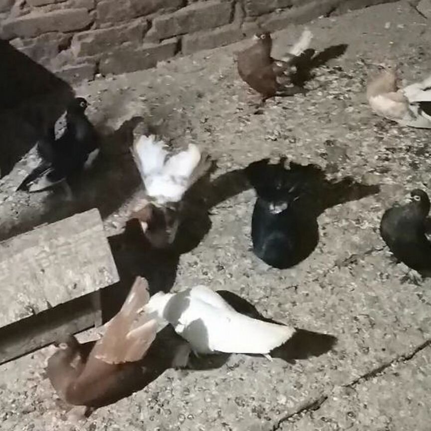 Статные голуби